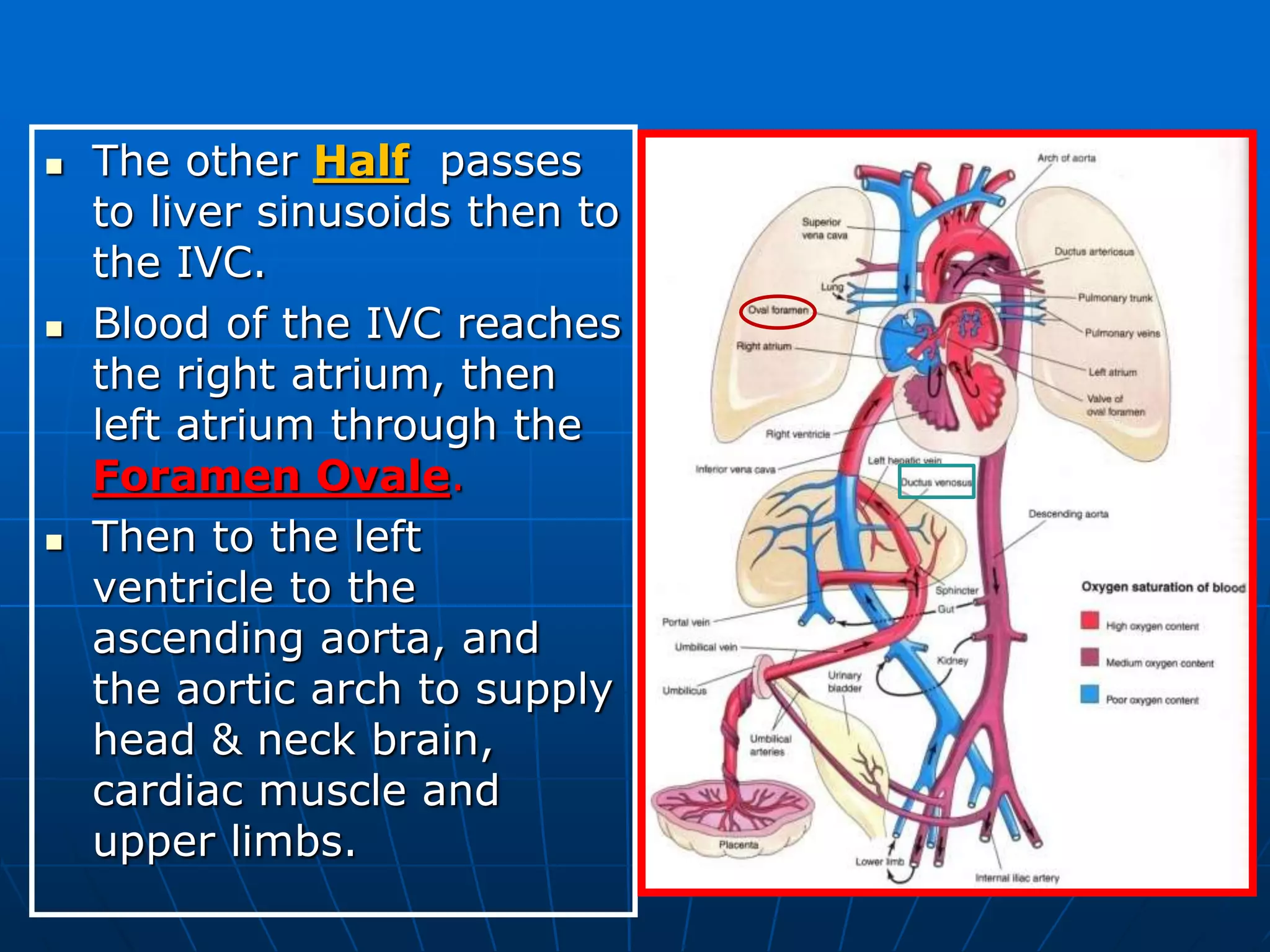 5) Fetal circulation.ppt