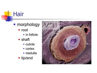 Fiber And Hair Evidence | PPT