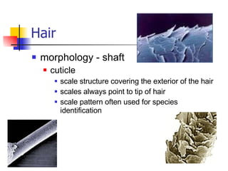 Fiber And Hair Evidence | PPT