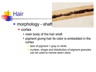 Fiber And Hair Evidence | PPT