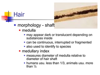 Fiber And Hair Evidence | PPT