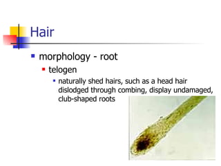 Fiber And Hair Evidence | PPT