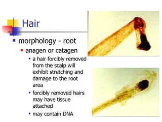 Fiber And Hair Evidence | PPT