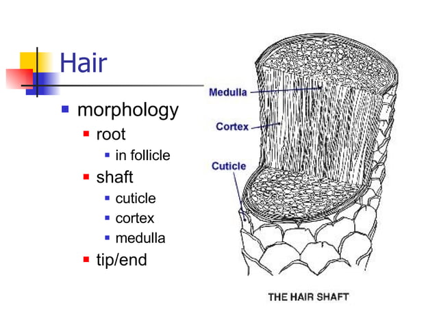 Fiber And Hair Evidence