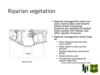 5 final riparian vegetation smj july25_english | PDF