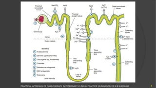 PRACTICAL APPROACH OF FLUID THERAPY IN VETERINARY CLINICAL PRACTICE IN ...