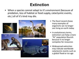 Geosphere III: Fossils | PPT