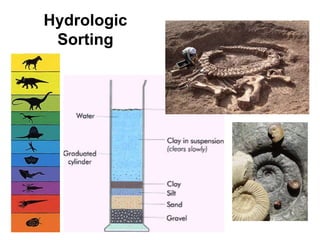 Geosphere III: Fossils | PPT