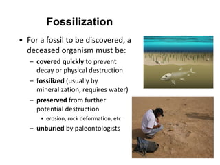 Geosphere III: Fossils | PPT
