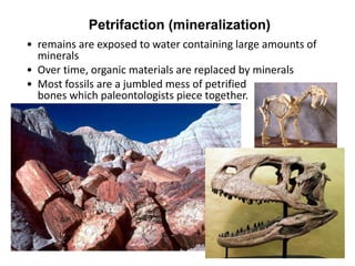 Petrifaction Fossils