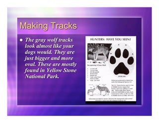 5 G Gray Wolf | PDF