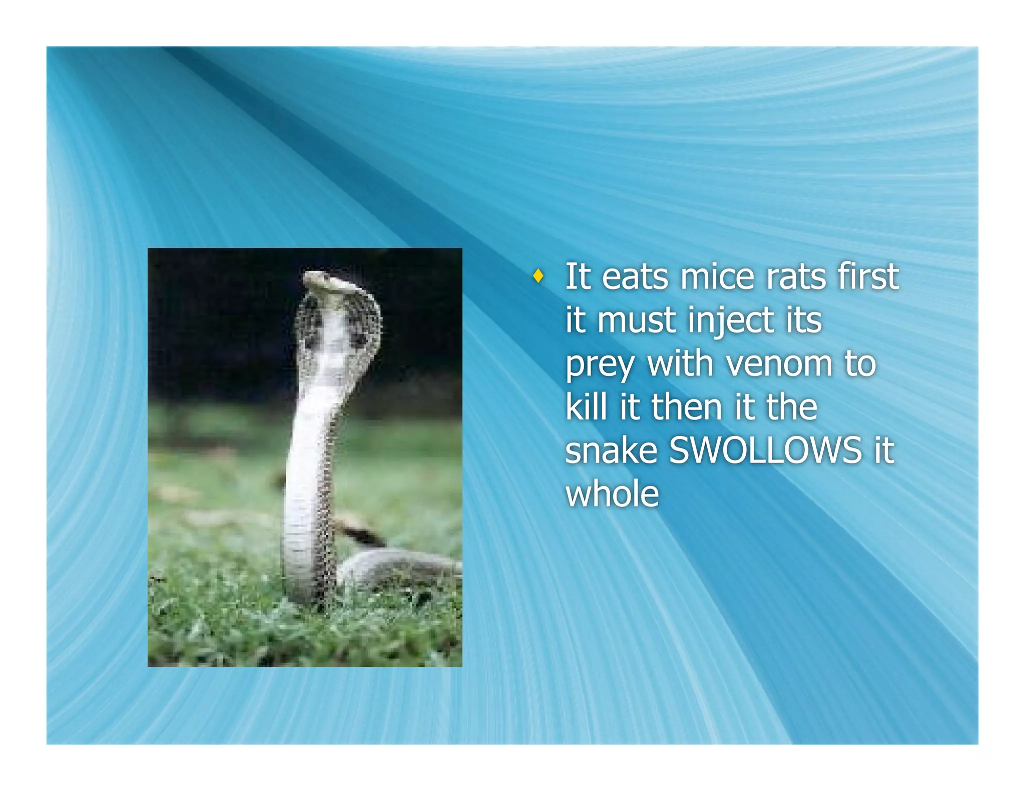 5 G King Cobra | PDF