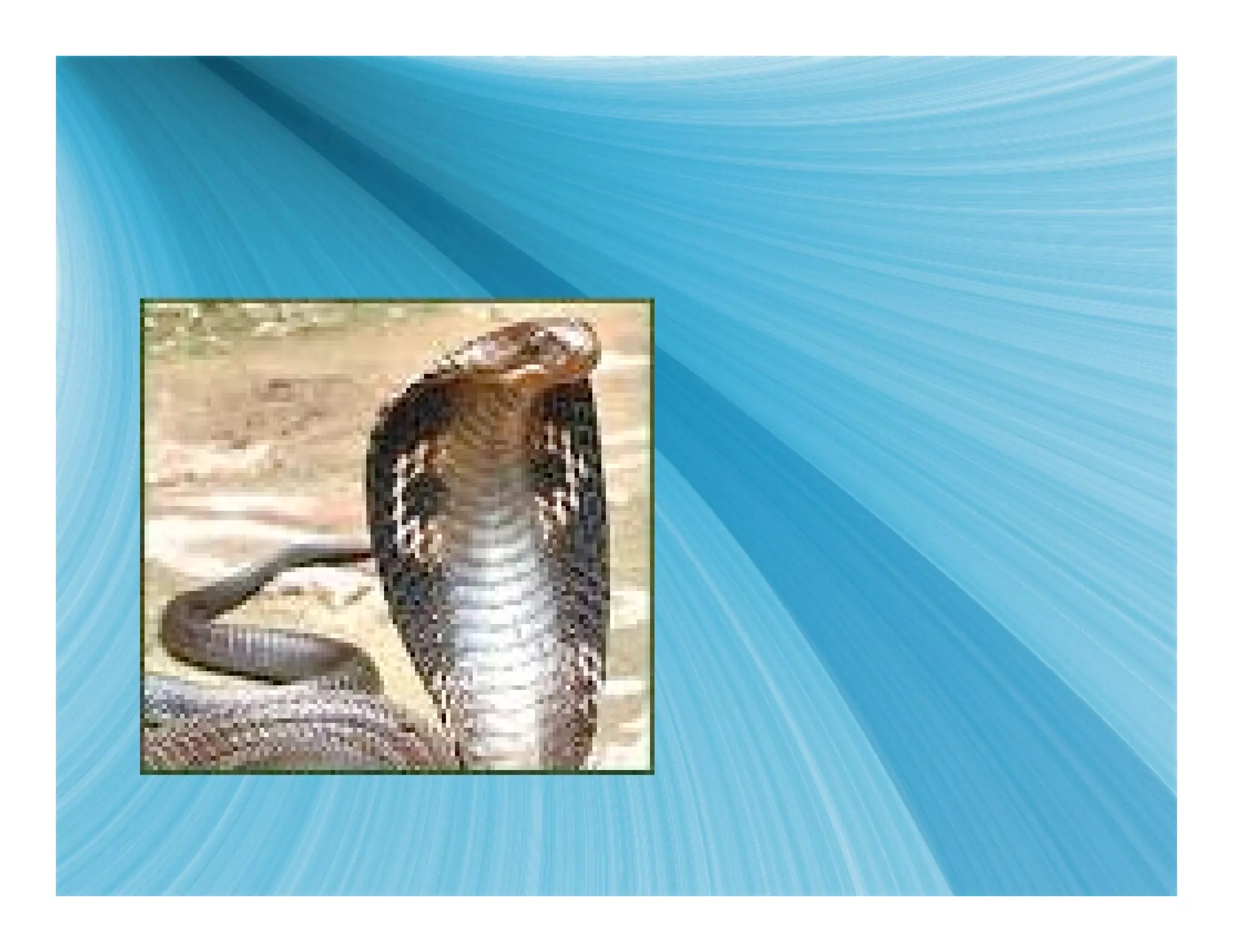 5 G King Cobra | PDF