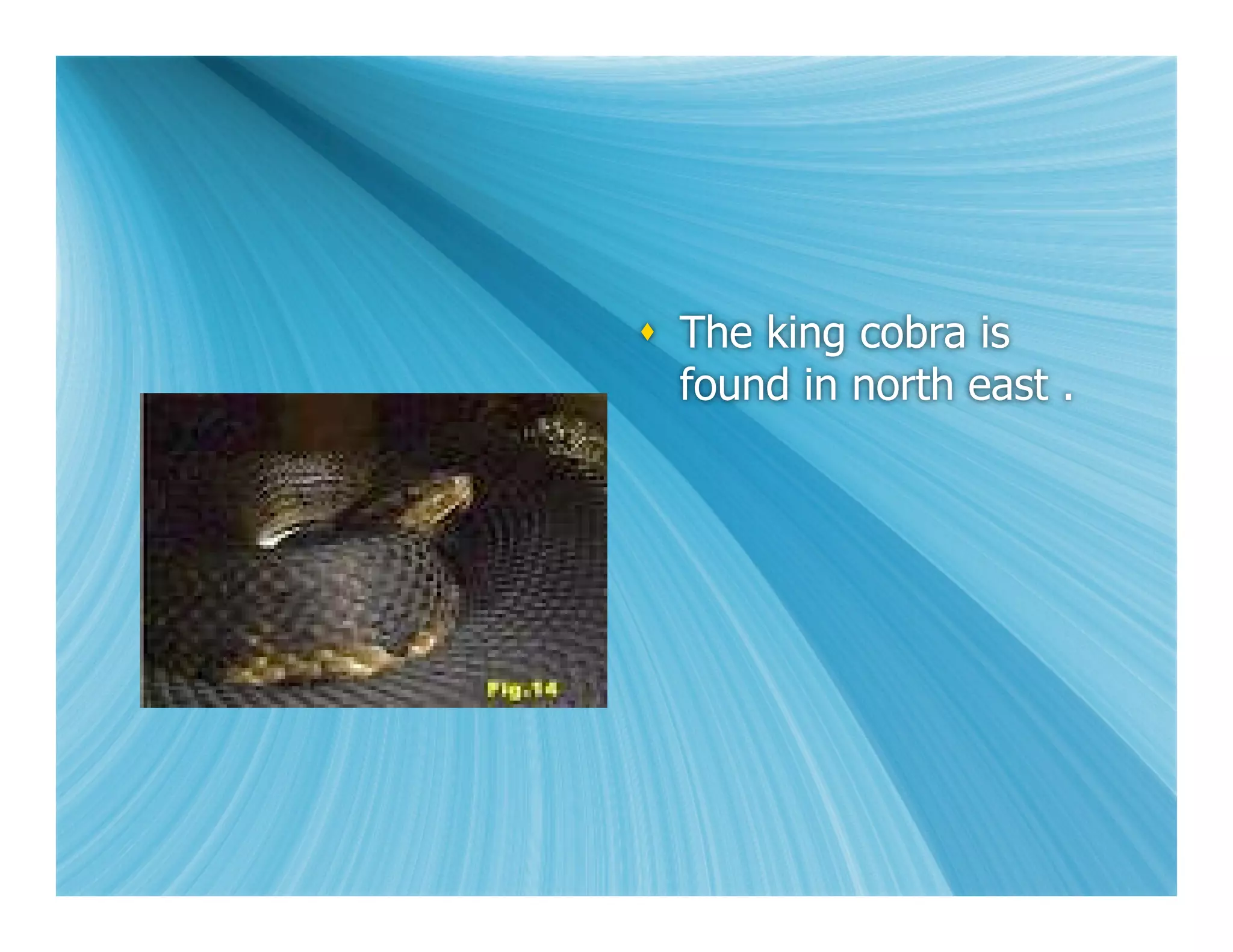 5 G King Cobra | PDF