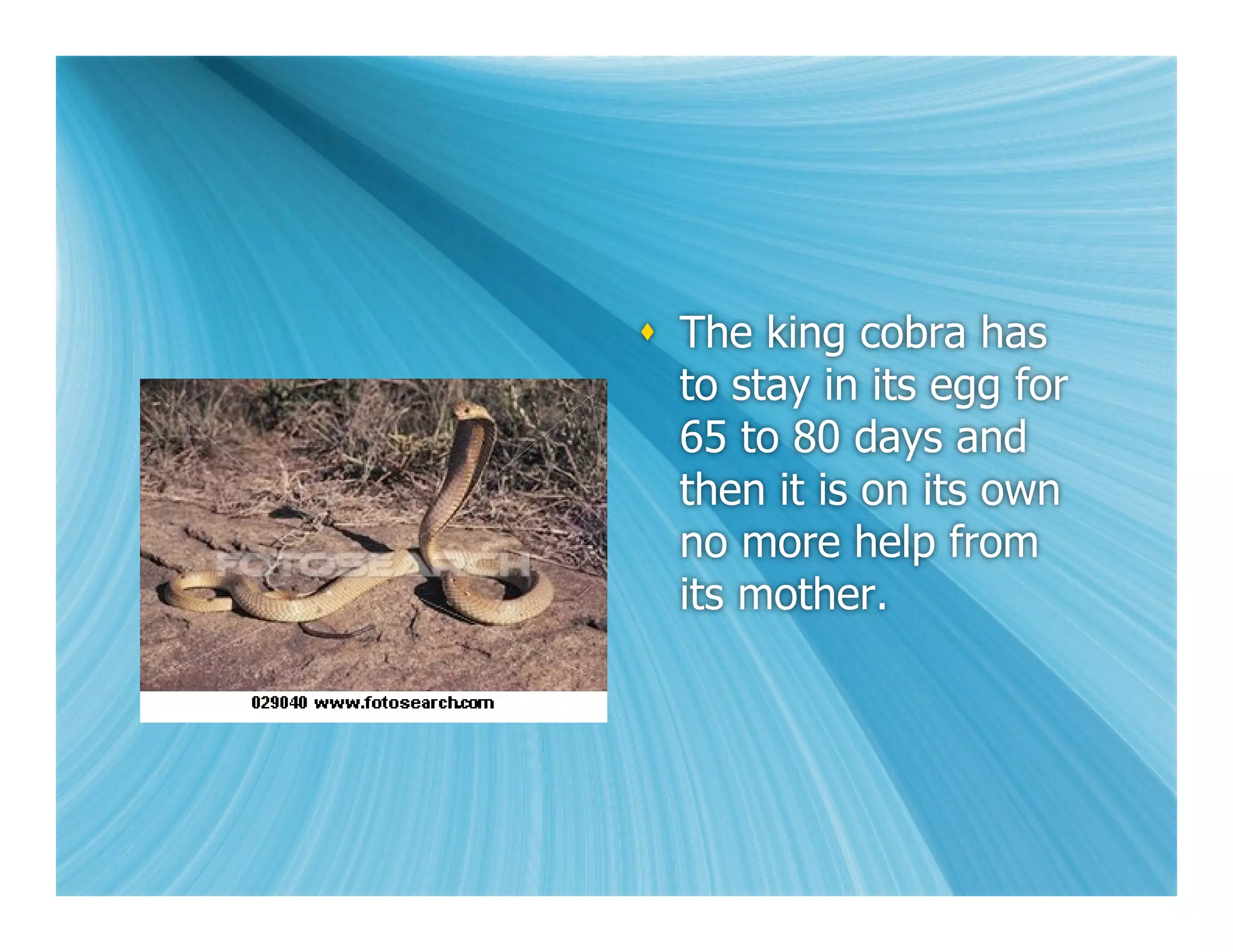 5 G King Cobra | PDF