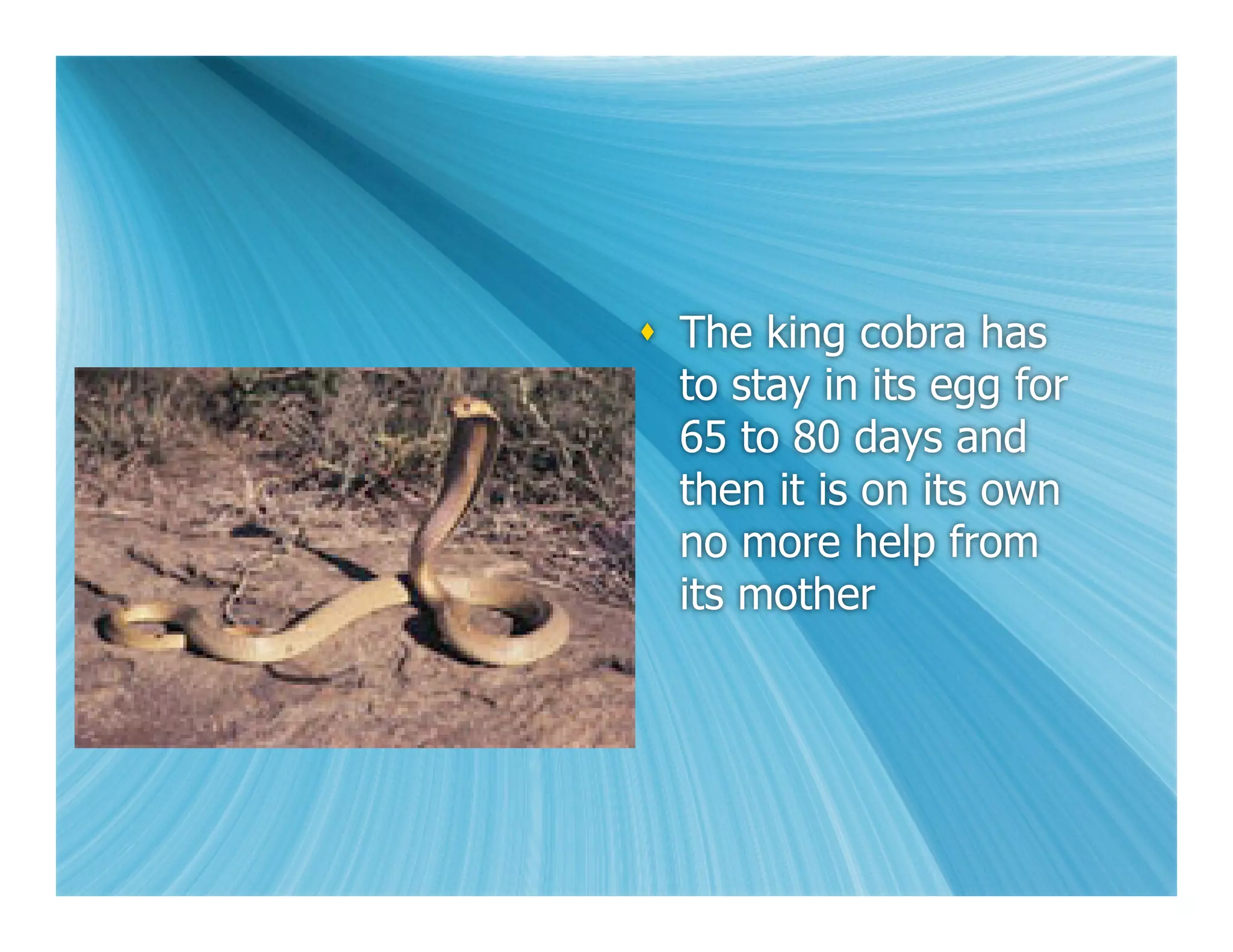 5 G King Cobra | PDF