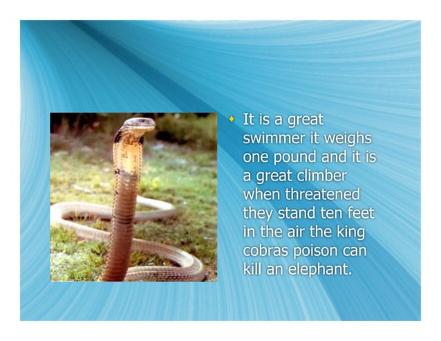 5 G King Cobra | PPT