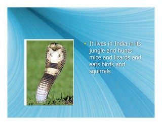 5 G King Cobra | PPT