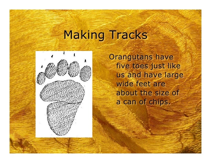 5 G Orangutan