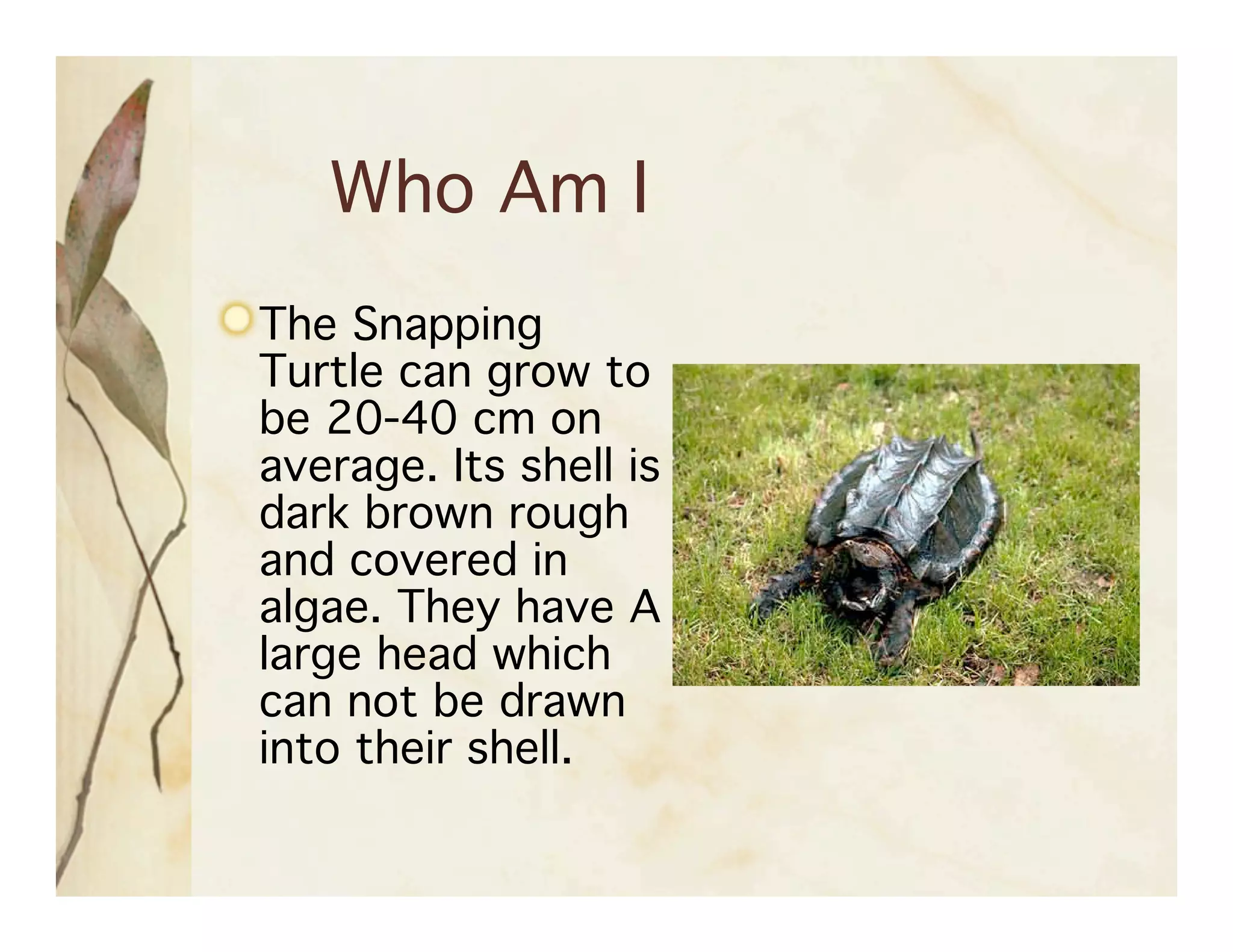 5 G Snapping Turtle | PDF | Reptiles | Pets