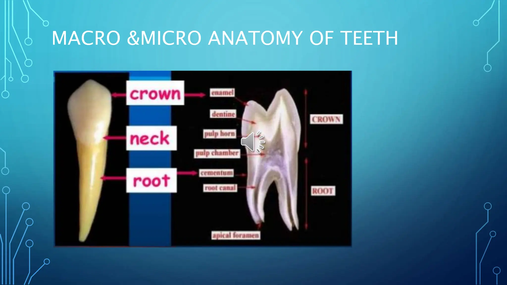 ANATOMICAL_LANDMARKS_OF_TEETH.pptx