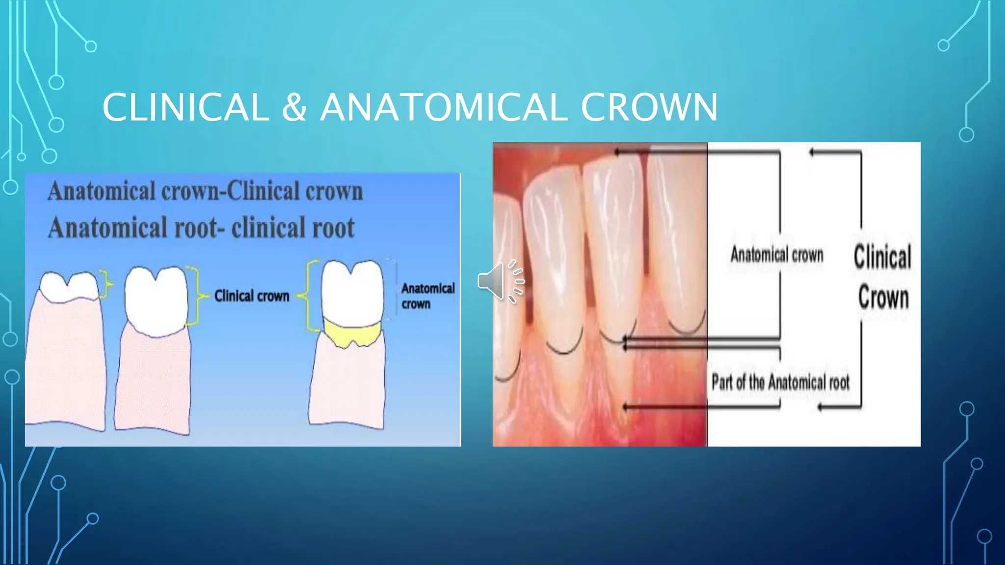 ANATOMICAL_LANDMARKS_OF_TEETH.pptx