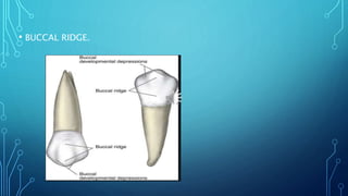 ANATOMICAL_LANDMARKS_OF_TEETH.pptx