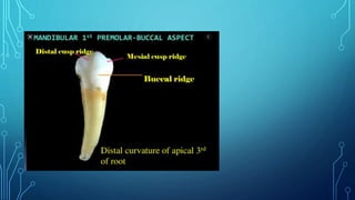 ANATOMICAL_LANDMARKS_OF_TEETH.pptx