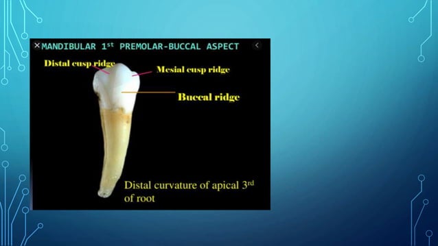 ANATOMICAL_LANDMARKS_OF_TEETH.pptx