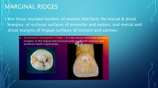 ANATOMICAL_LANDMARKS_OF_TEETH.pptx