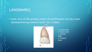 ANATOMICAL_LANDMARKS_OF_TEETH.pptx
