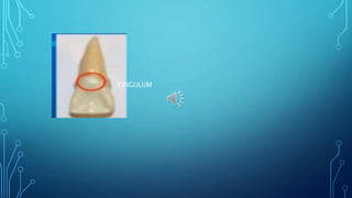ANATOMICAL_LANDMARKS_OF_TEETH.pptx