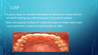 ANATOMICAL_LANDMARKS_OF_TEETH.pptx
