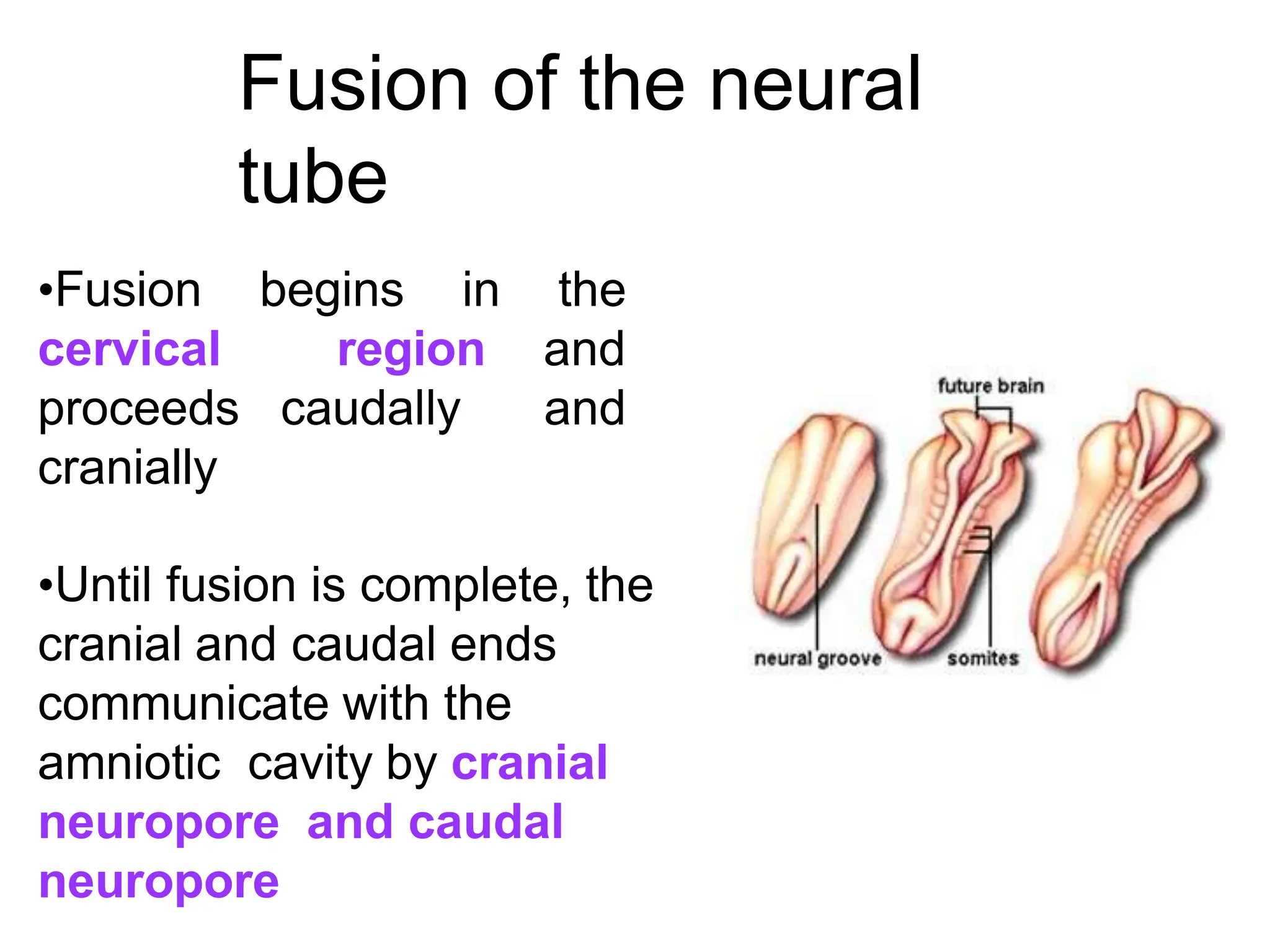 GENERAL EMBRYOLOGY third wk DEVELOPMENT.pptx