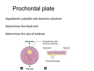 GENERAL EMBRYOLOGY third wk DEVELOPMENT.pptx