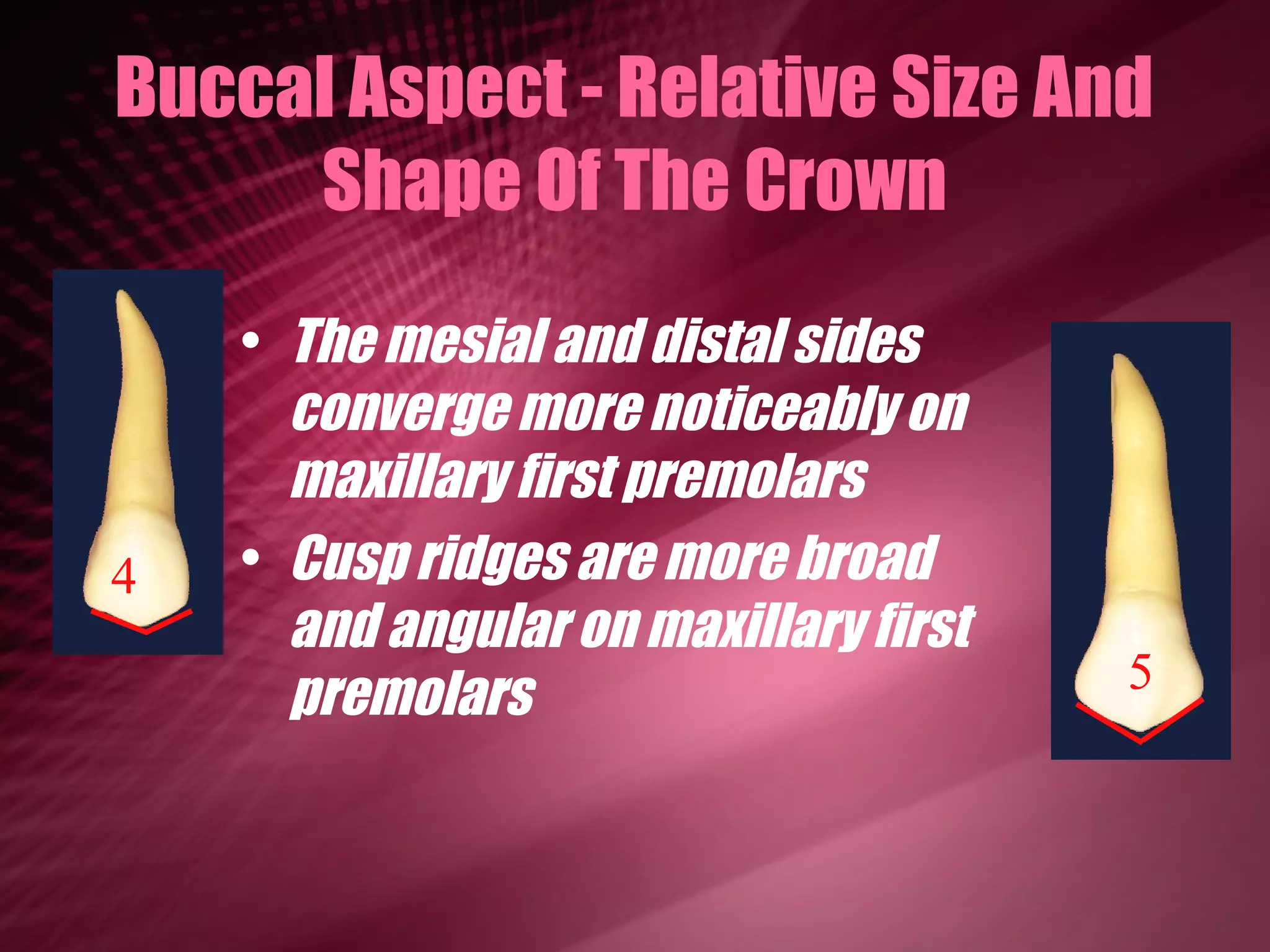 Maxillary Premolars | PPT