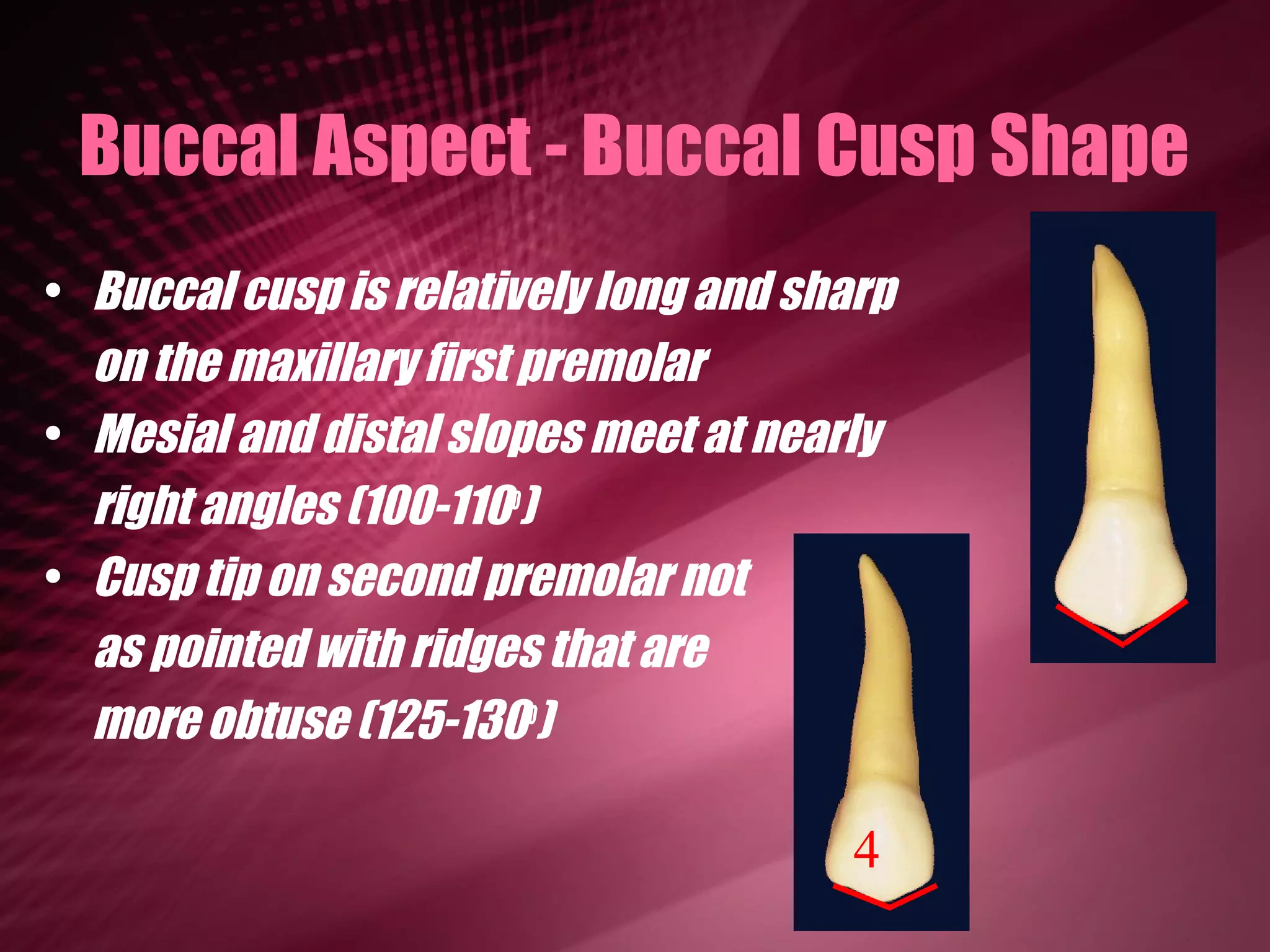 Maxillary Premolars | PPT