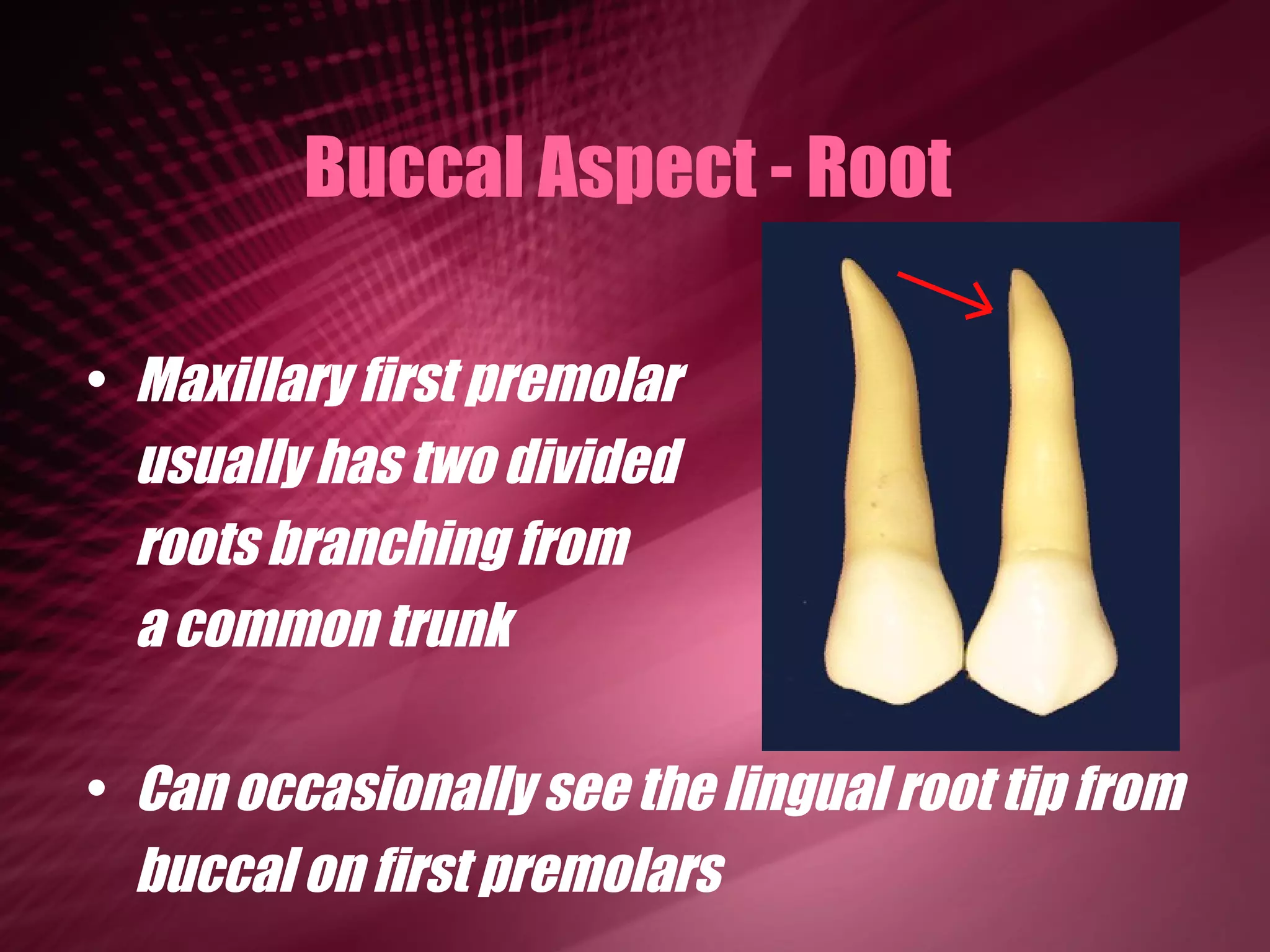 Maxillary Premolars | PPT