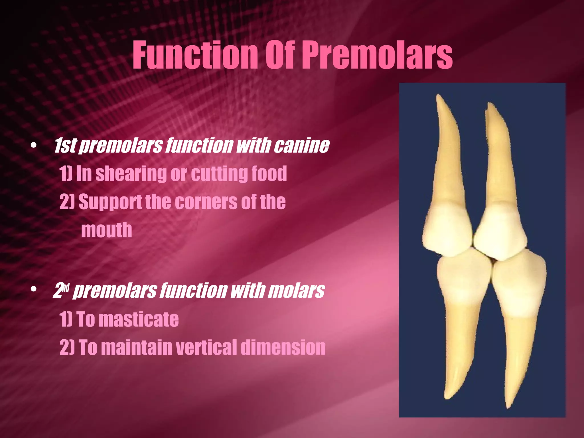 Maxillary Premolars | PPT