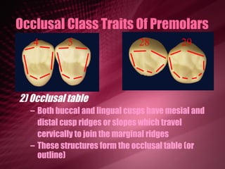 Maxillary Premolars | PPT