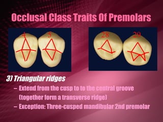 Transverse Ridge Premolar