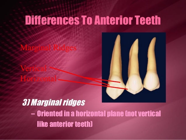 Maxillary Premolars