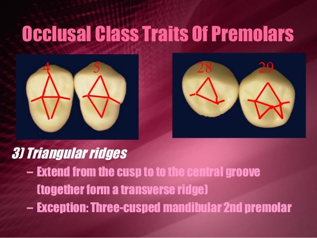 Maxillary Premolars