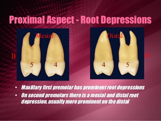 Maxillary Premolars