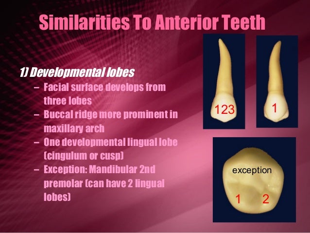 Maxillary Premolars