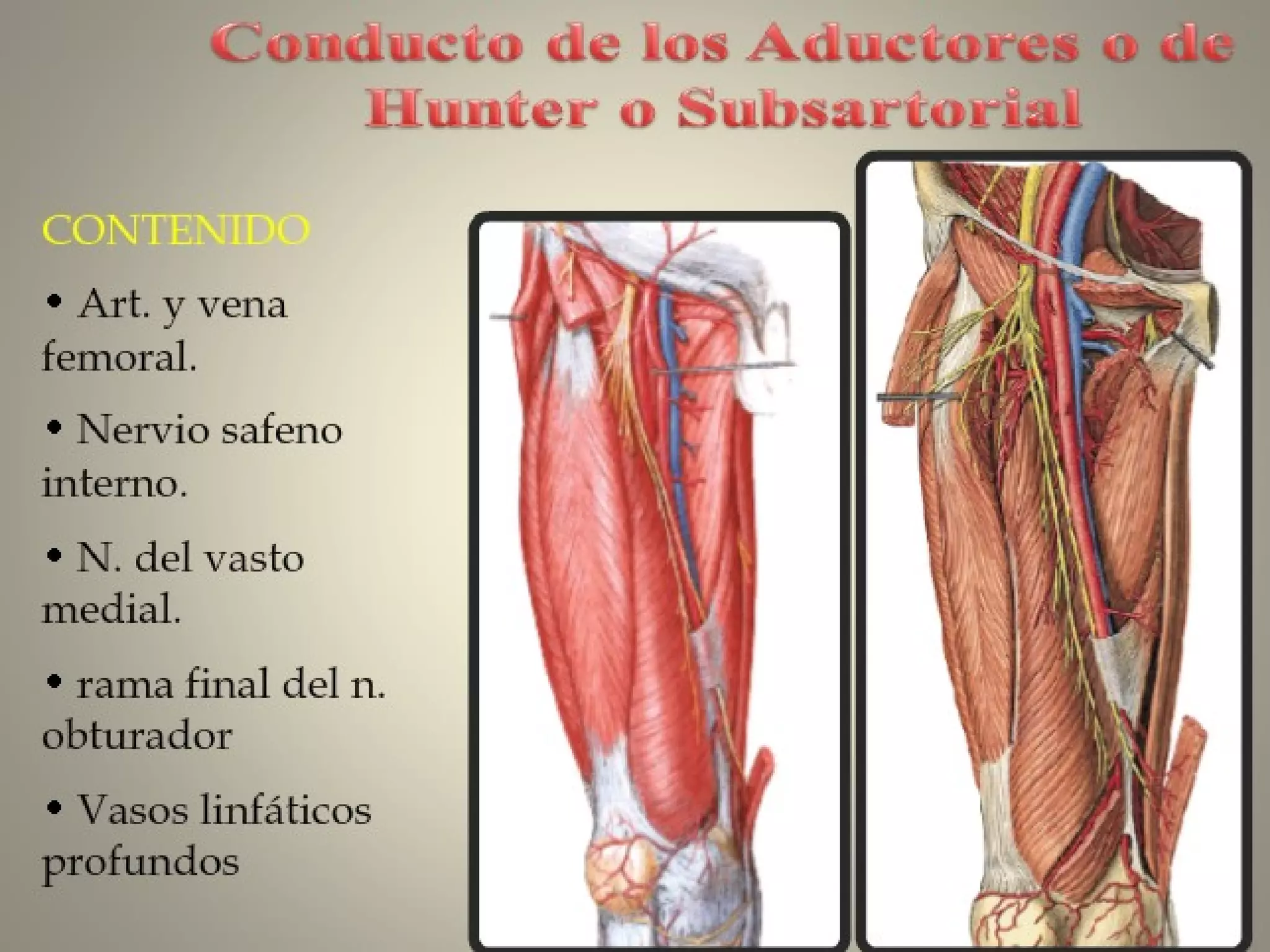 Anatomía del gluteo y muslo.miologia, inervacion y vascularizacion | PPT