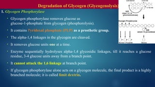 5 Glycogen metabolism- glycogenesis and glycogenolysis | PPTX