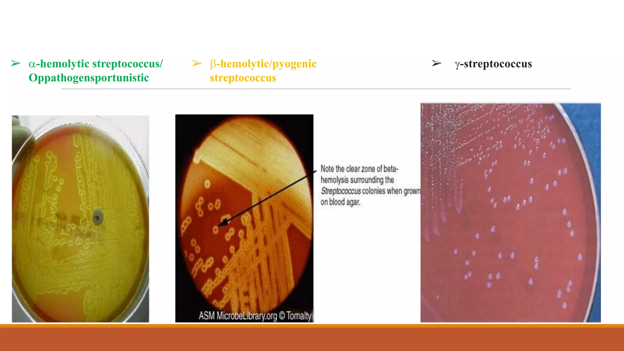 5 Gram + cocci STREPTOCOCCUS.pptx