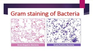 DPT - Gram Staining | PPTX