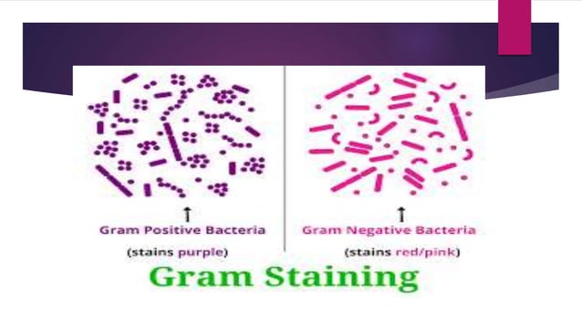 DPT - Gram Staining | PPTX | Chemistry | Science